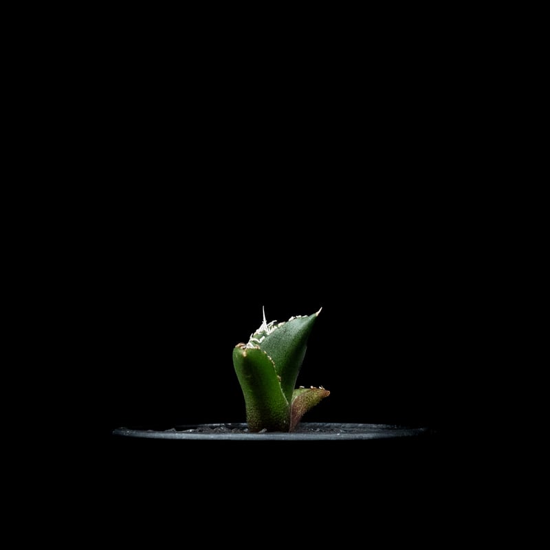 アガベ チタノタ 南アフリカダイヤモンド / Agave titanota アガベ チタノタ 南アフリカダイヤモンド / Agave titanota