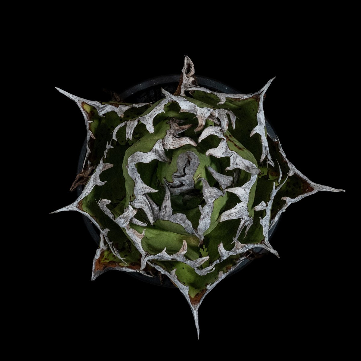 アガベ チタノタ 白排刺 大鋼牙 / Agave titanota 'Chain' #1 | アガベ チタノタ 白排刺 大鋼牙 / Agave titanota 'Chain' #1 |