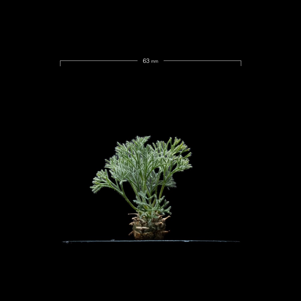 モンソニア ペニクリナム / Monsonia peniculina #20 | Ducks モンソニア ペニクリナム / Monsonia peniculina #20 | Ducks