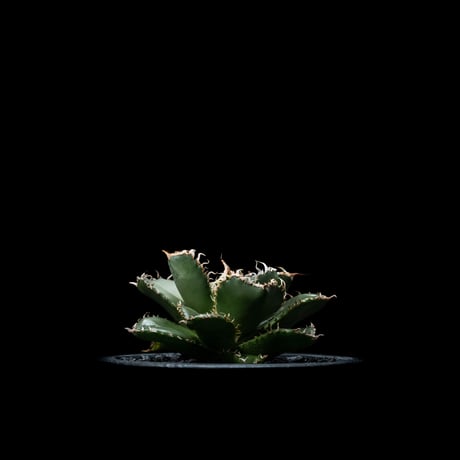 CATEGORY チタノタ フィリグリー | Ducks ( plants. ) CATEGORY チタノタ フィリグリー | Ducks ( plants. )