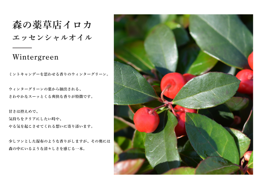 【シングルエッセンシャルオイル】Wintergreen 5ml | 森の薬草店イロカ