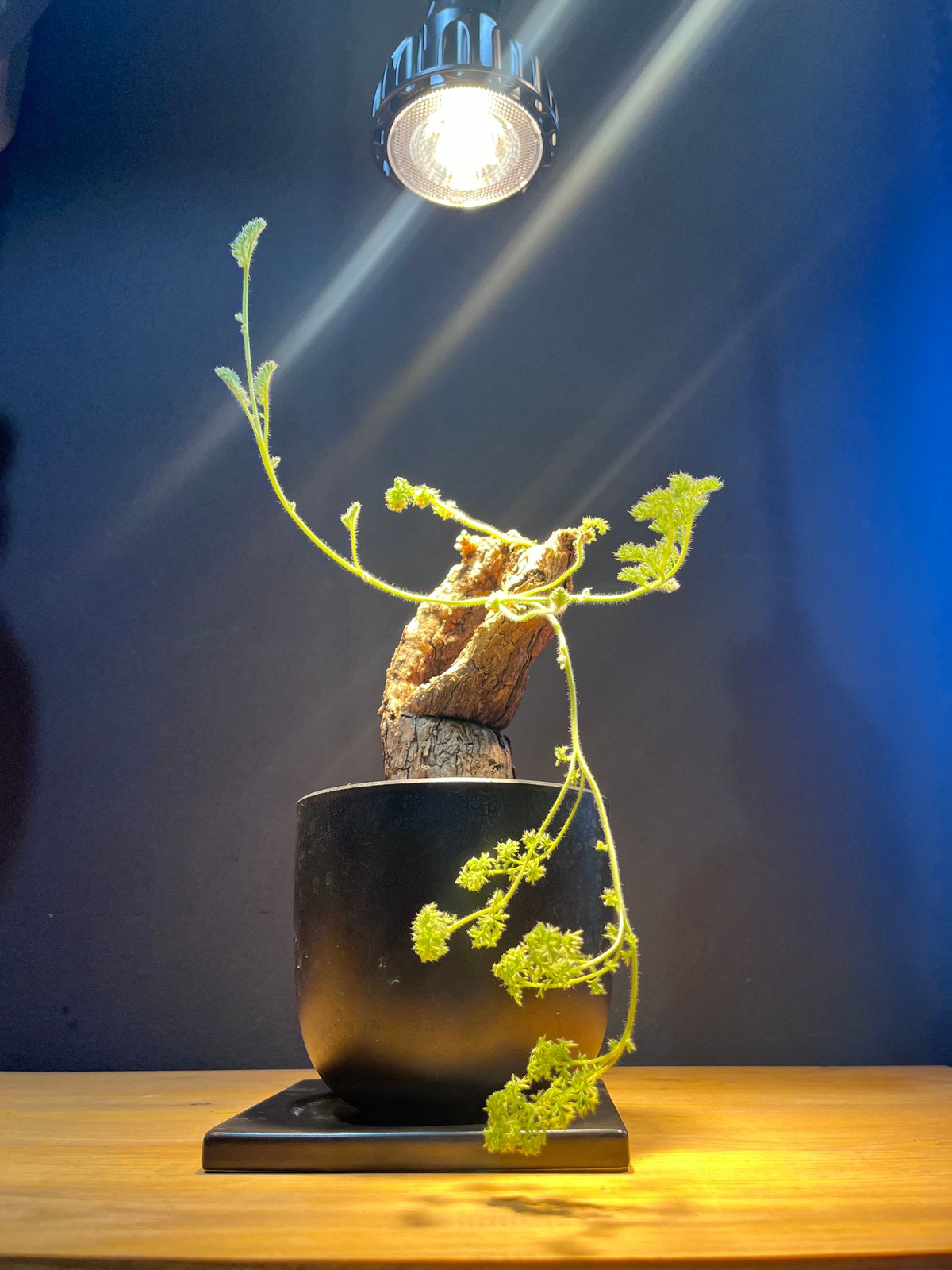 Solis LED Light【3000K】電球色 | STOCK-Garden's STORE