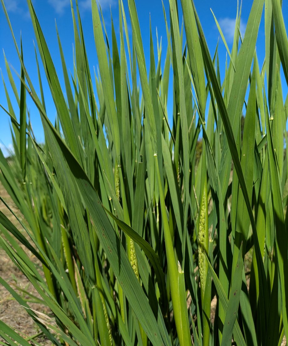 ハッピーヒル種籾（うるち米）（陸稲種籾）100ml（約70g）(2200粒位）【送料含む】