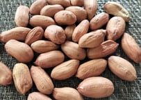 ハッピーヒル種籾（うるち米）（陸稲種籾）100ml（約70g）(2200粒位）【送料含む】