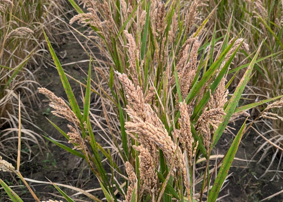 ハッピーヒル種籾（うるち米）（陸稲種籾）100ml（約70g）(2200粒位）【送料含む】