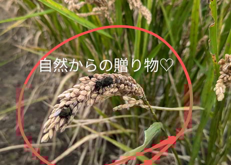 ハッピーヒル種籾（うるち米）（陸稲種籾）100ml（約70g）(2200粒位）【送料含む】