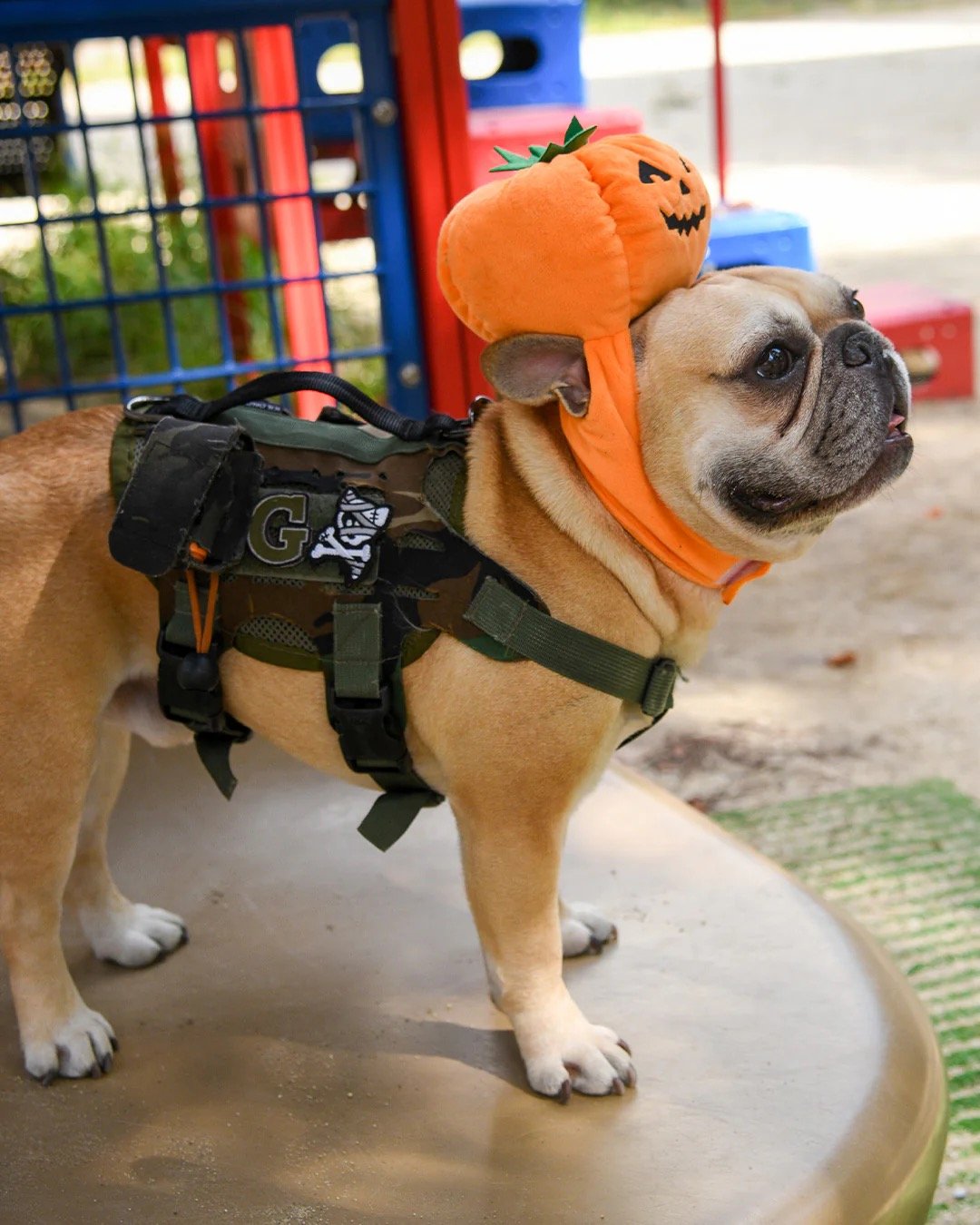 KILONINER(キロナイナー）ミイラパッチ | DOGGYWORKS