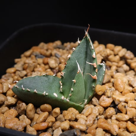CATEGORY 狼人 | LIT PLANTS l リットプランツ CATEGORY 狼人 | LIT PLANTS l リットプランツ