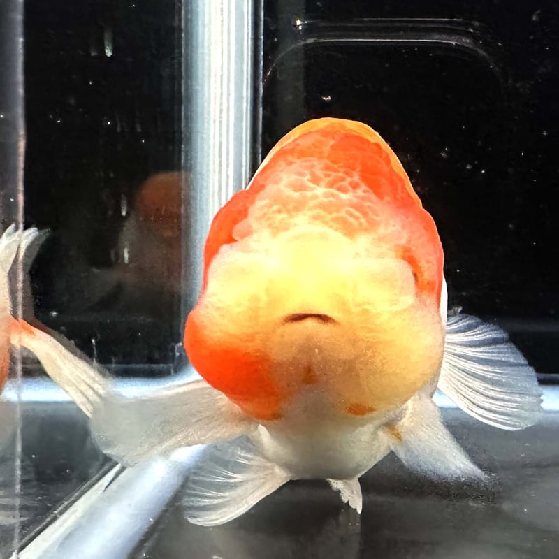 深見養魚場産】元祖!!フンタン桜錦 モザイク透明鱗 光沢鱗 深見養魚場産】元祖!!フンタン桜錦 モザイク透明鱗 光沢鱗