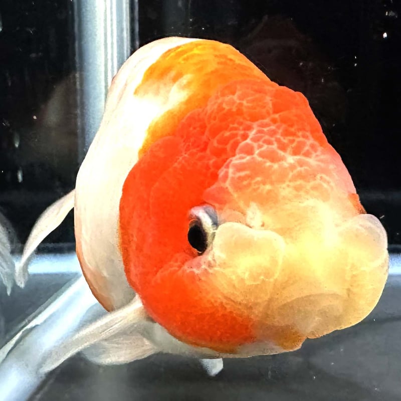 深見養魚場産】元祖!!フンタン桜錦 モザイク透明鱗 光沢鱗 深見養魚場産】元祖!!フンタン桜錦 モザイク透明鱗 光沢鱗