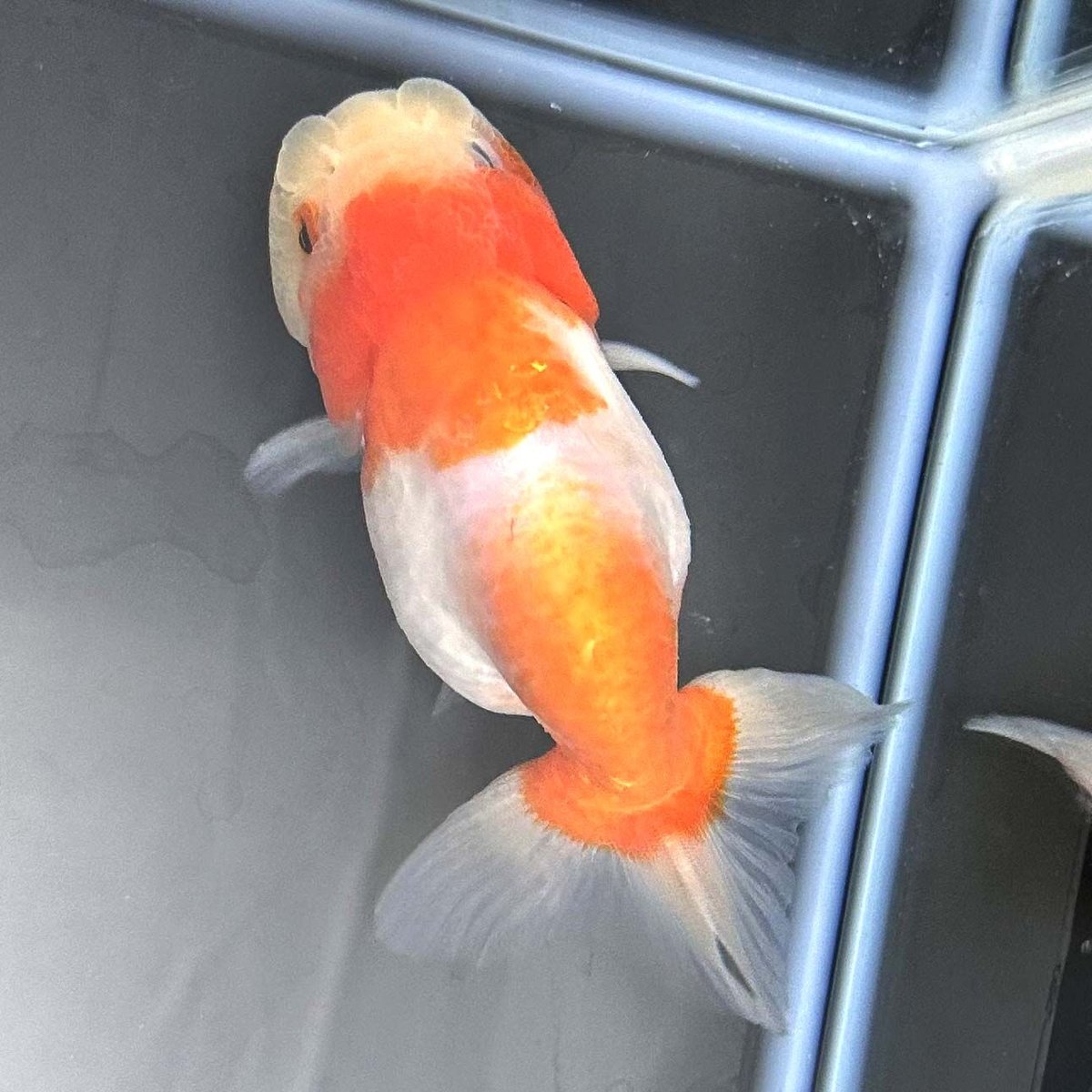 深見養魚場産】元祖!!フンタン桜錦 モザイク透明鱗 光沢鱗 深見養魚場産】元祖!!フンタン桜錦 モザイク透明鱗 光沢鱗