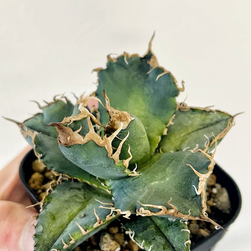 アガベ 悪魔くん 良型個体 発根済み | Heartplants アガベ 悪魔くん 良型個体 発根済み | Heartplants