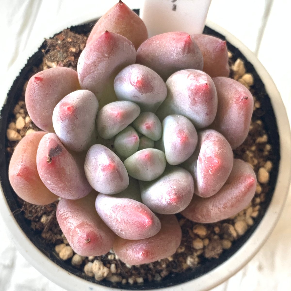 多肉植物 エンジェルスフィンガー カット苗 10個 つよかっ 多肉植物 エンジェルスフィンガー カット苗 10個 つよかっ