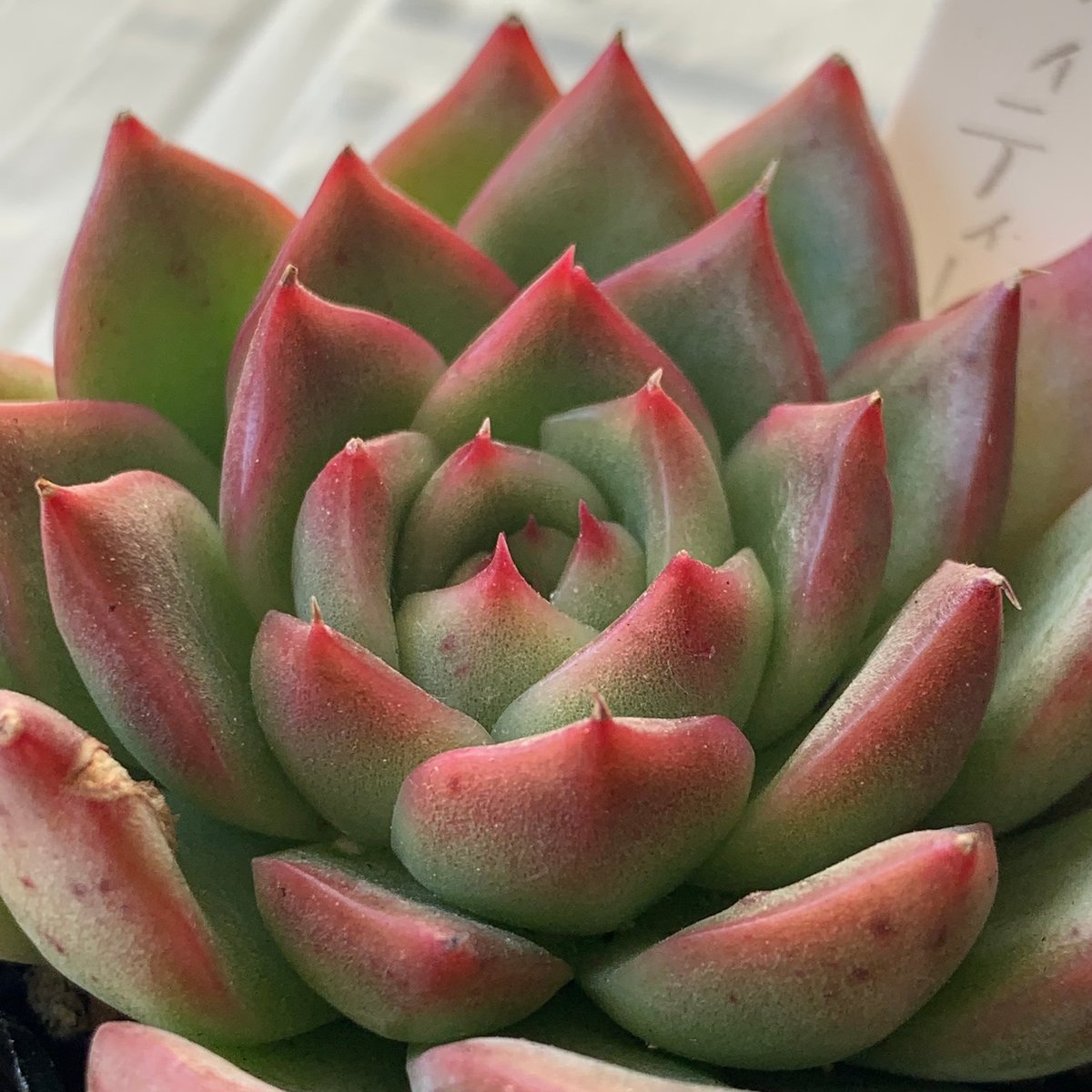 多肉植物❤️フロリディティール ❤️1大頭5小頭11cm拔き苗三 多肉植物❤️フロリディティール ❤️1大頭5小頭11cm拔き苗三