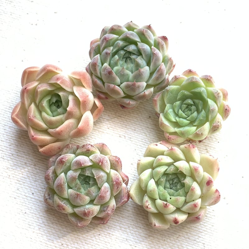 多肉植物 韓国苗 カット苗 5苗セット 5 | BooTA29♡Succulent 多肉植物 韓国苗 カット苗 5苗セット 5 | BooTA29♡Succulent