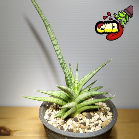 CATEGORY サンセベリア | いかれ植物屋 CrazyMenAdventure CATEGORY サンセベリア | いかれ植物屋 CrazyMenAdventure