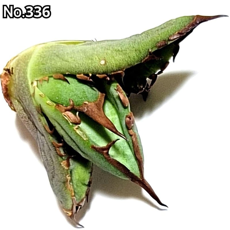 アガベ チタノタ ハデス No.336 恐竜牙歯 優良血統 Hades | Pー アガベ チタノタ ハデス No.336 恐竜牙歯 優良血統 Hades | Pー