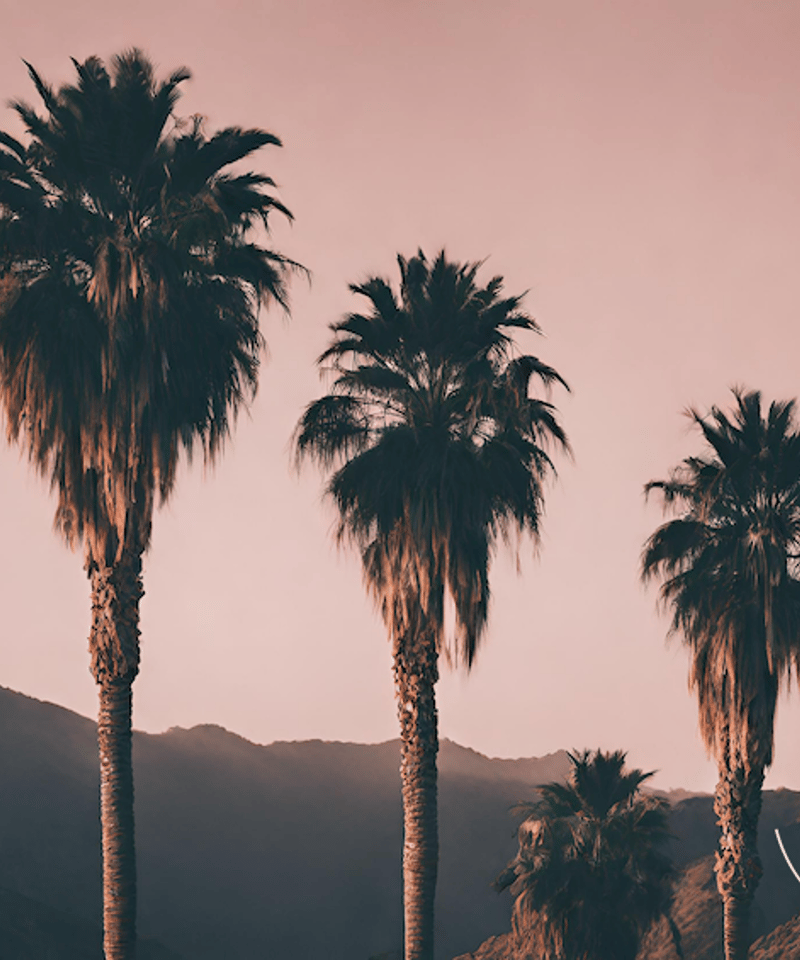 写真 カリフォルニア 西海岸 ヴィンテージ パームツリー サン 写真 カリフォルニア 西海岸 ヴィンテージ パームツリー サン