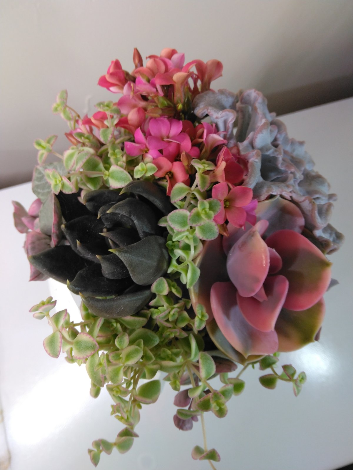 多肉植物 寄せ植え フェイスプランターD | succulent shop 多肉植物 寄せ植え フェイスプランターD | succulent shop