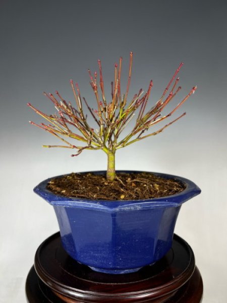 Kashima Maple | Aoki Bonsai Shop