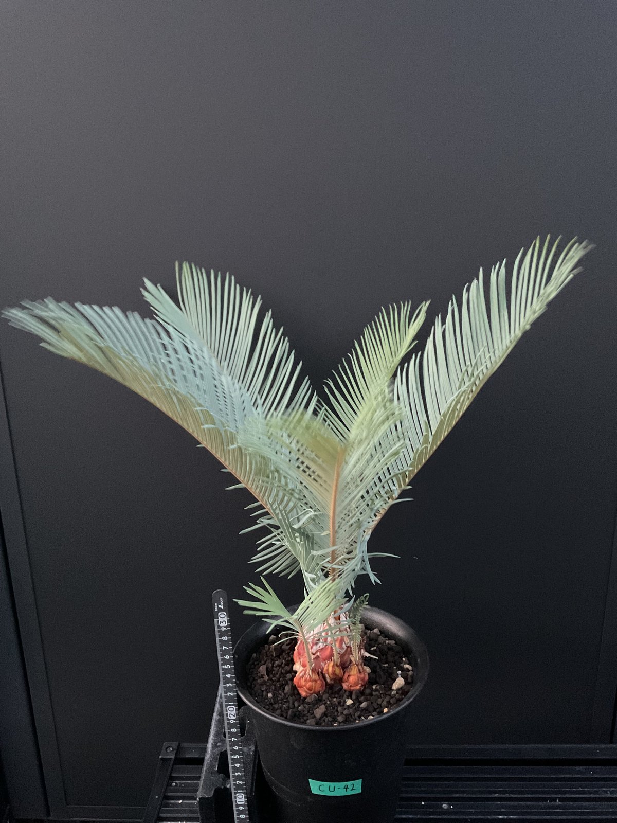 Cycas・Cupida サイカス・クピダ CU－42 | Sun・Shepherd