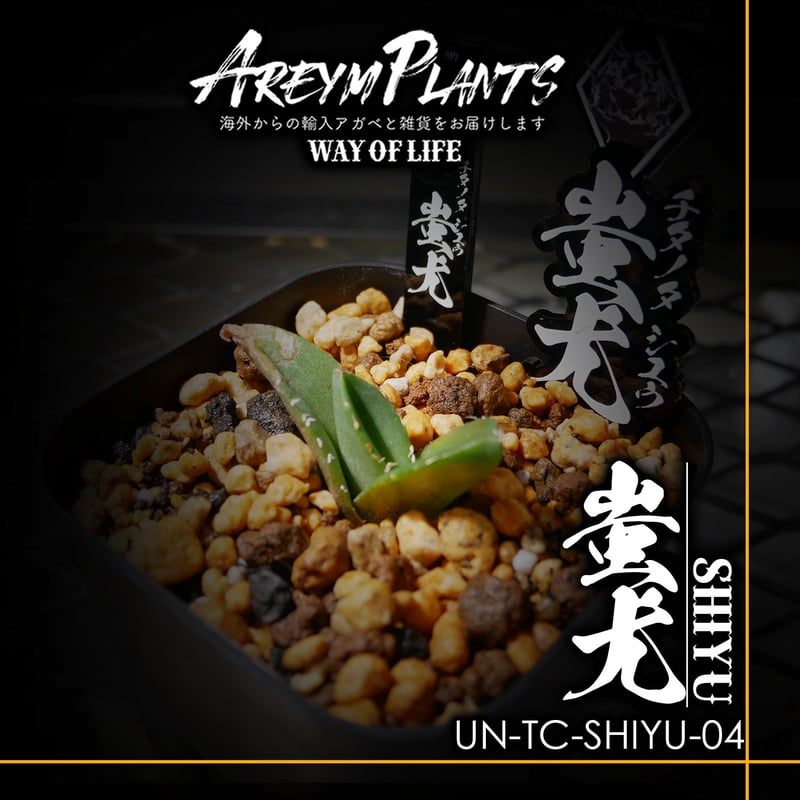 10月25日 販売開始!!中国 雲南省産!! アガベチタノタ 蚩尤 10月25日 販売開始!!中国 雲南省産!! アガベチタノタ 蚩尤