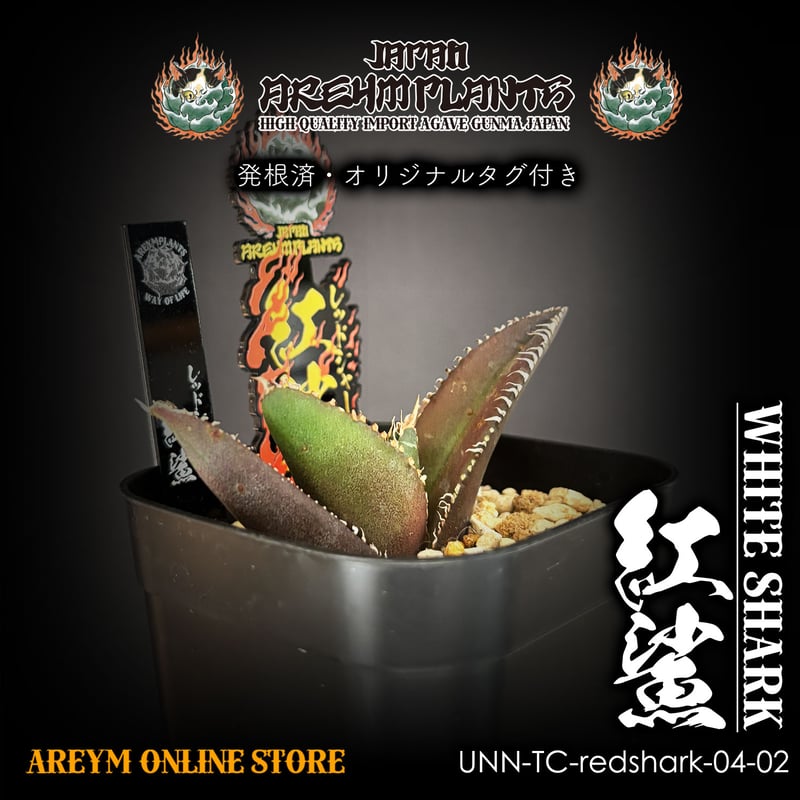 発根済 雲南省産 アガベ チタノタ 紅鯊 Agave Titanota red 発根済 雲南省産 アガベ チタノタ 紅鯊 Agave Titanota red