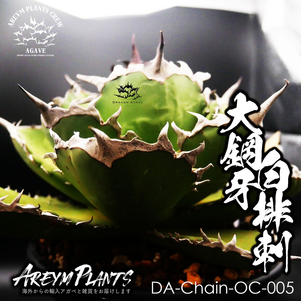オリジナルタグ付き! アガベ チタノタ Agave Titanota 大鋼牙 白 オリジナルタグ付き! アガベ チタノタ Agave Titanota 大鋼牙 白