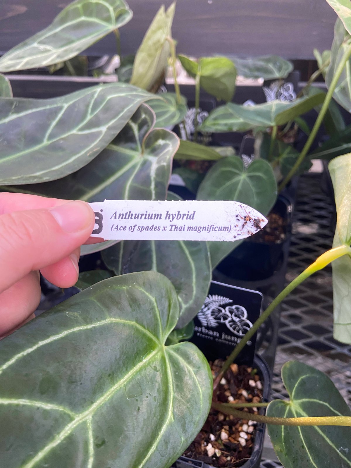 アンスリウム AOSハイブリッド Anthurium hybrid(Anthurium Ace...