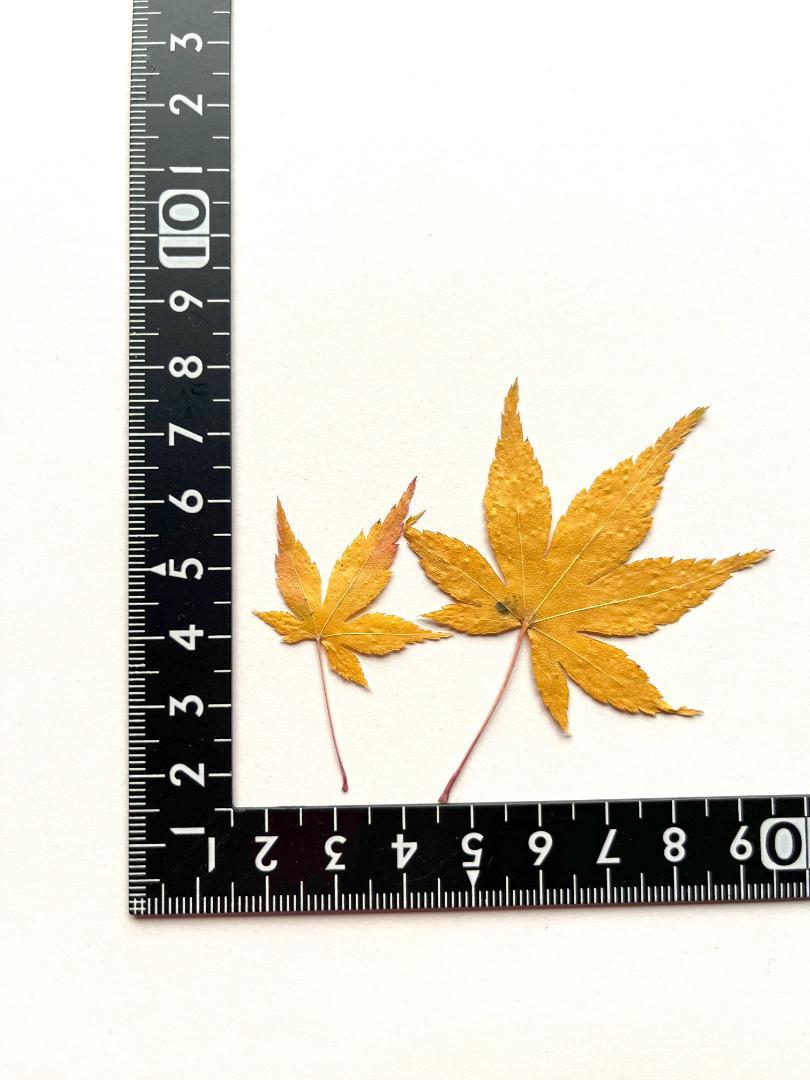 HS-02 押し花 もみじ 黄色 | 押し花もみじの里 HS-02 押し花 もみじ 黄色 | 押し花もみじの里