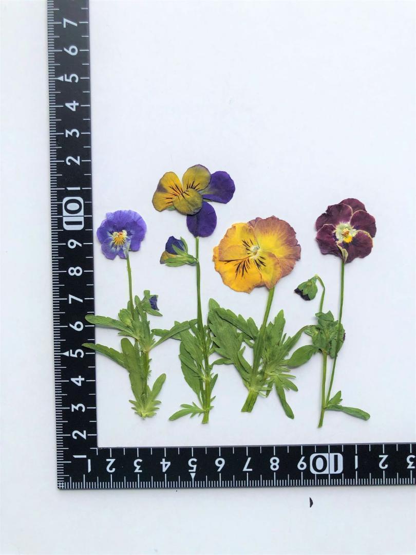 H-123 押し花 ビオラ MIX 茎付き | 押し花もみじの里 H-123 押し花 ビオラ MIX 茎付き | 押し花もみじの里