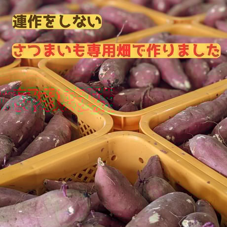 【紅はるか】干し芋 A級品 切り落し 900g | 四季oriori