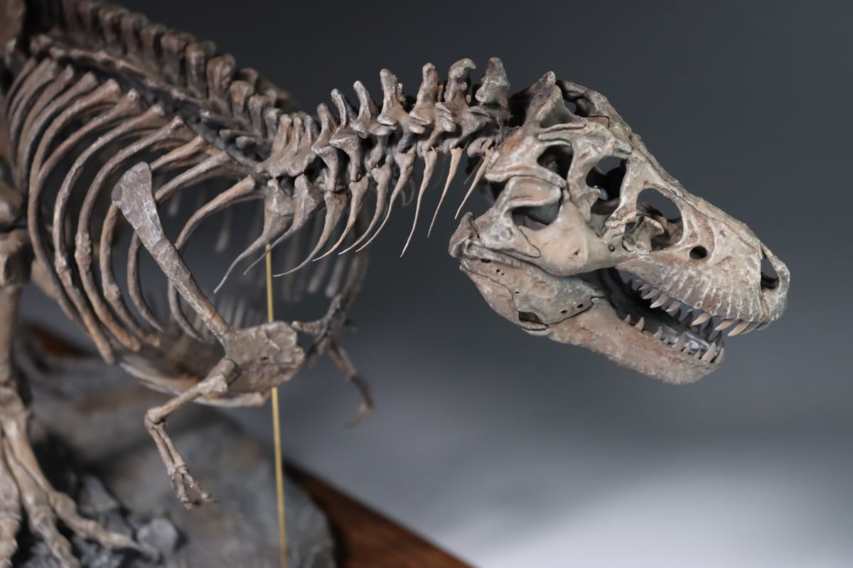 【限定先行販売】ティラノサウルス・レックス "FMNH PR 2081 Sue" 1/24スケ...