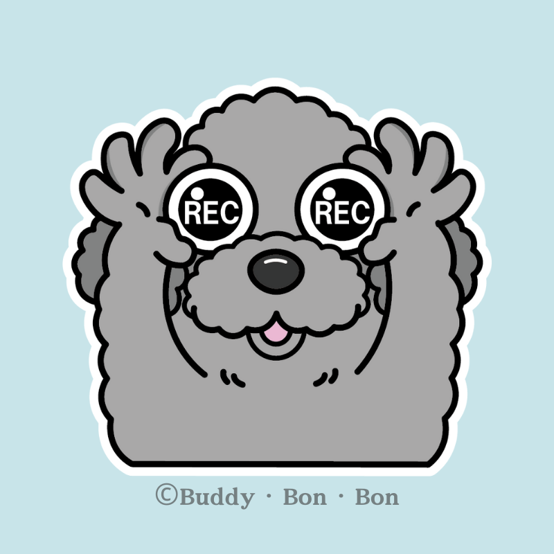 プードル風(シルバー) | Buddy・Bon・Bon