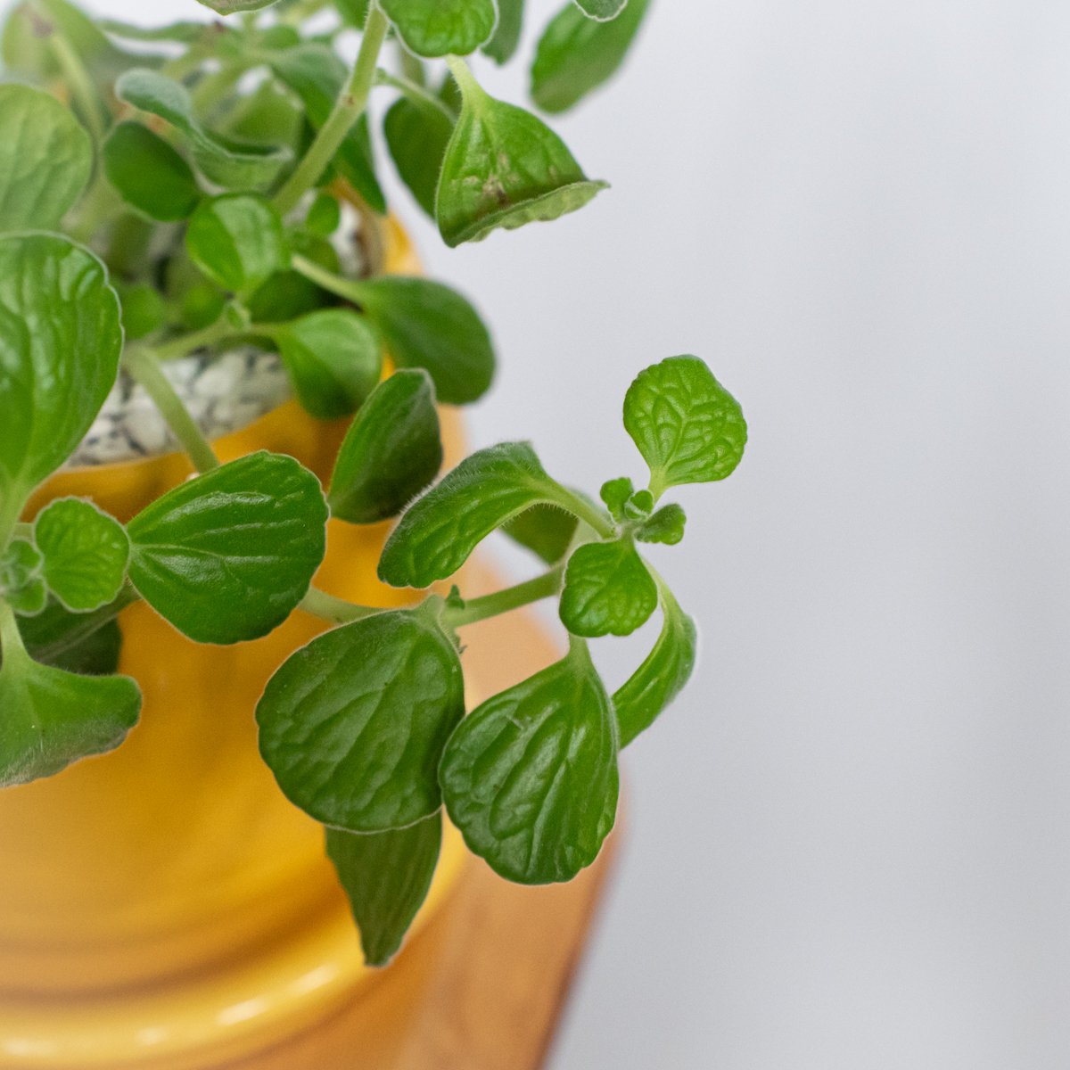 アロマティカス 鉢セット キューバンオレガノ Aromaticus 多肉植物 観葉植物 静岡...