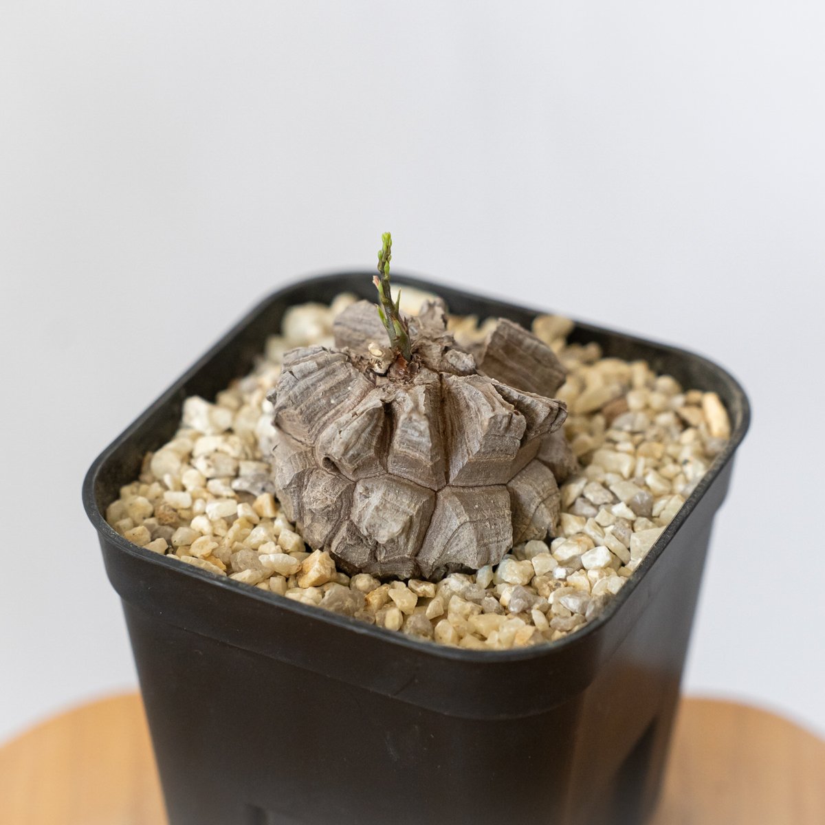 亀甲竜 ディオスコレア・エレファンティペス Dioscorea elephantipes 塊根...
