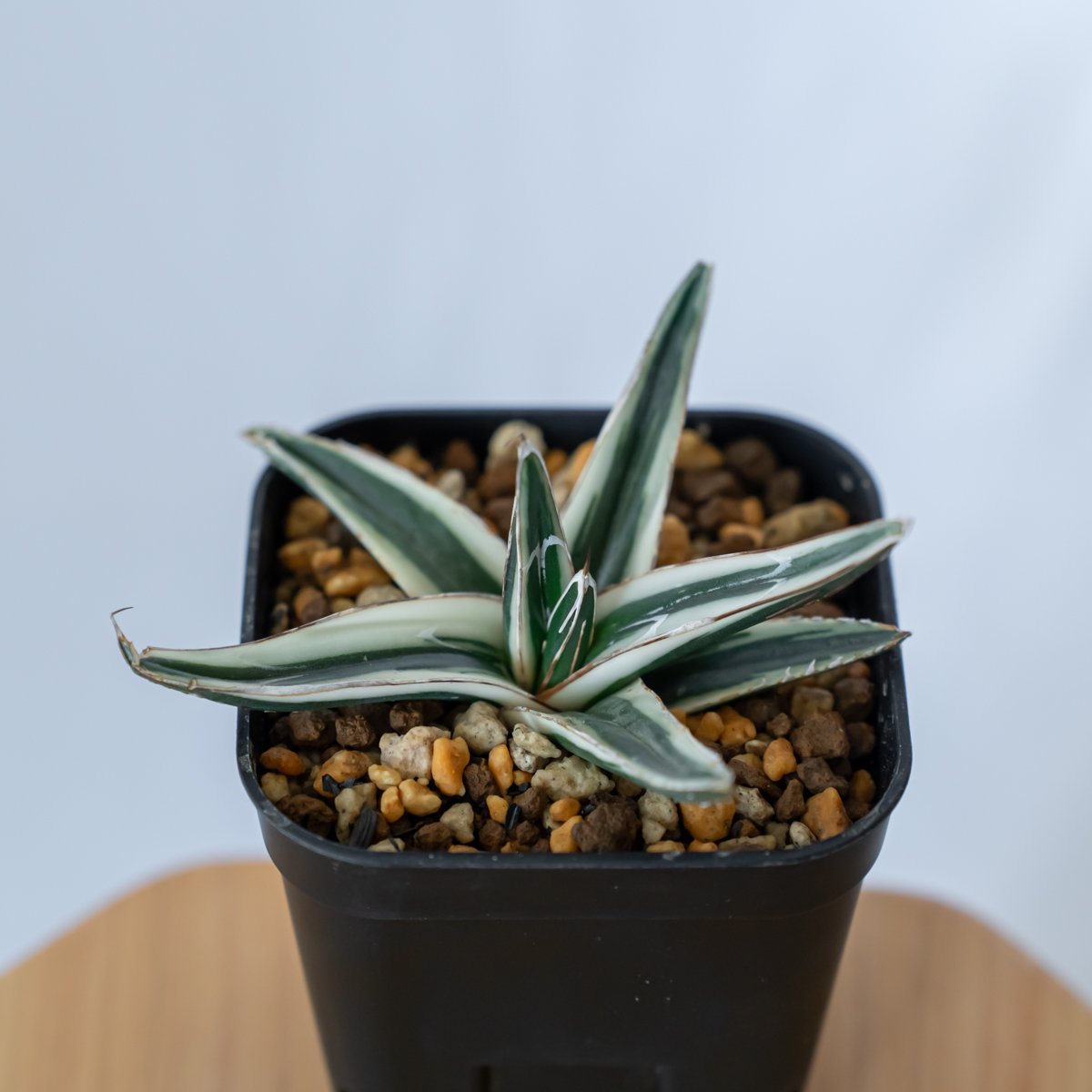 アガベ 氷山【発根管理中】OC株 Agave victoriae-reginae Hyouza...