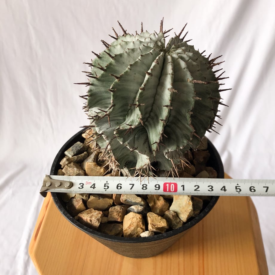 ユーフォルビア 関上ホリダ Euphorbia horida SEKIGAMI 多肉植物 珍奇...