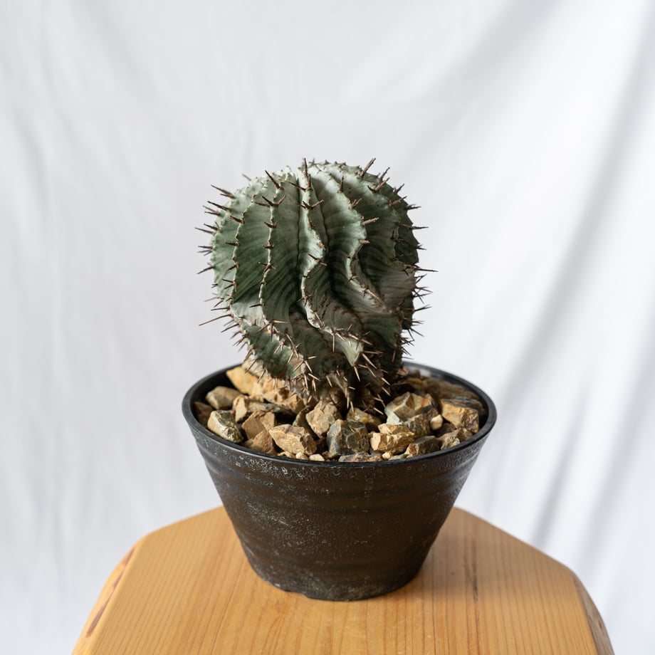 ユーフォルビア 関上ホリダ Euphorbia horida SEKIGAMI 多肉植物 珍奇...