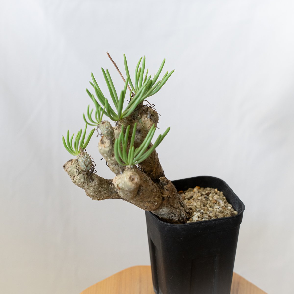 チレコドン ルブロベノーサス Tylecodon rubrovenosus コーデックス 塊根...