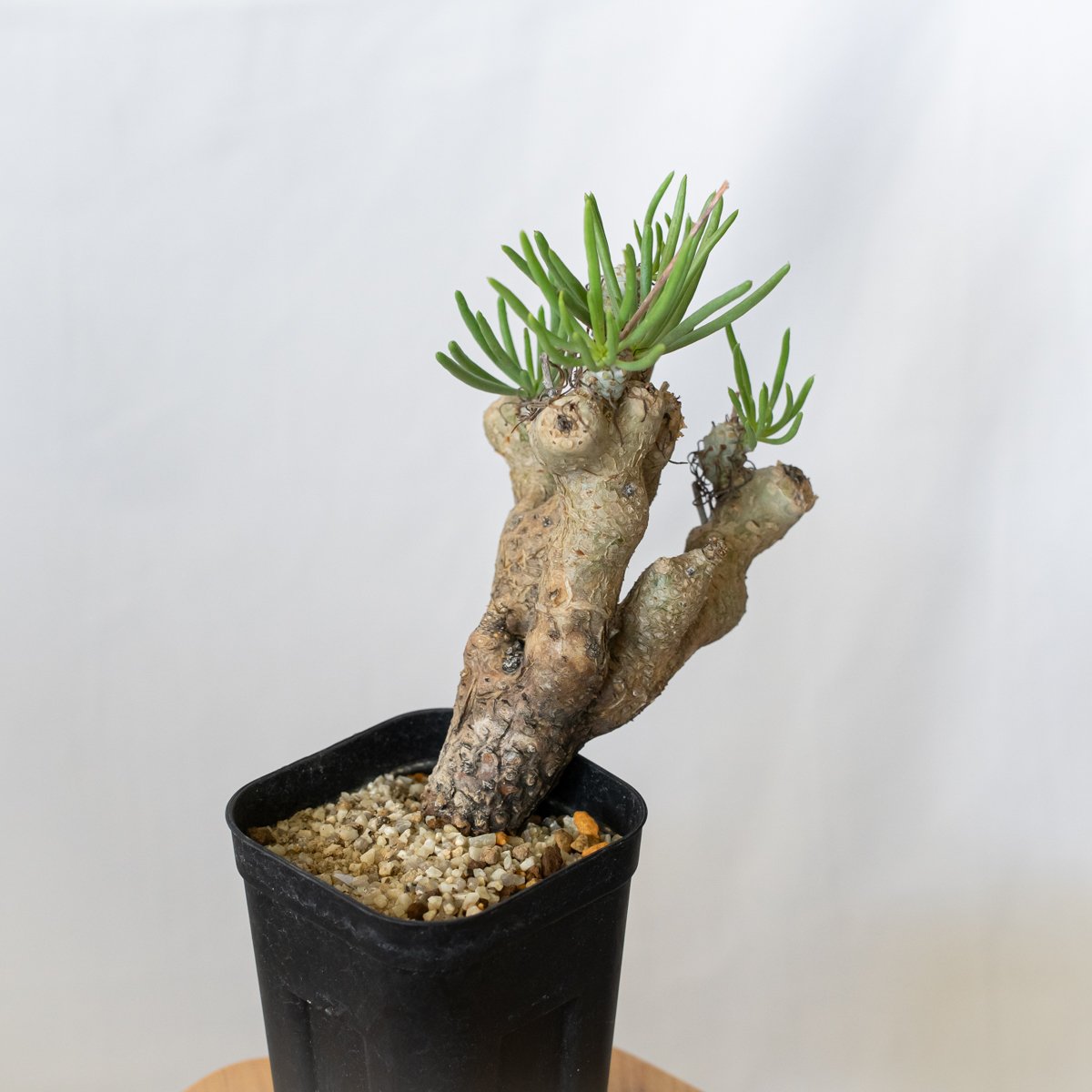 チレコドン ルブロベノーサス Tylecodon rubrovenosus コーデックス 塊根...