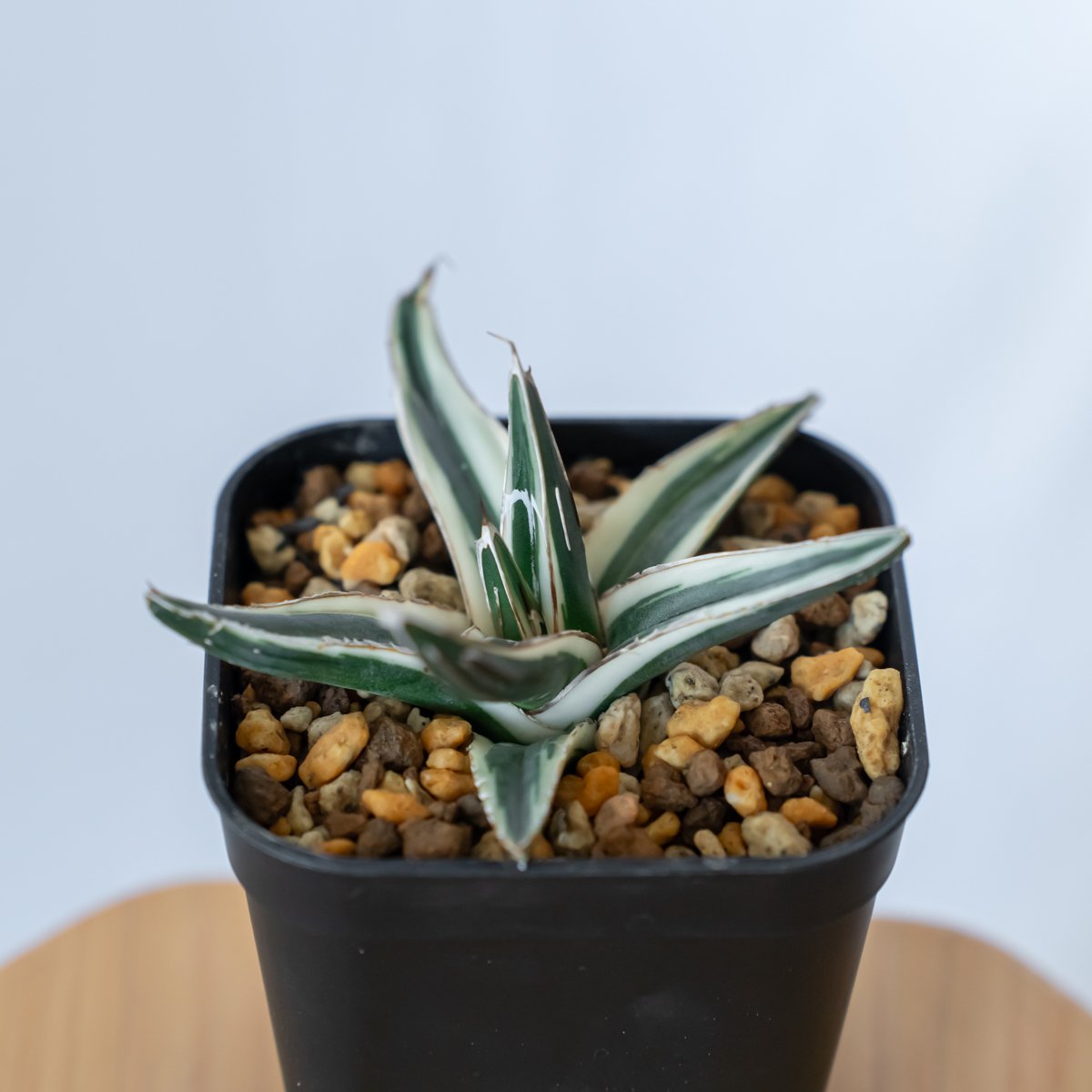 アガベ 氷山【発根管理中】OC株 Agave victoriae-reginae Hyouza...