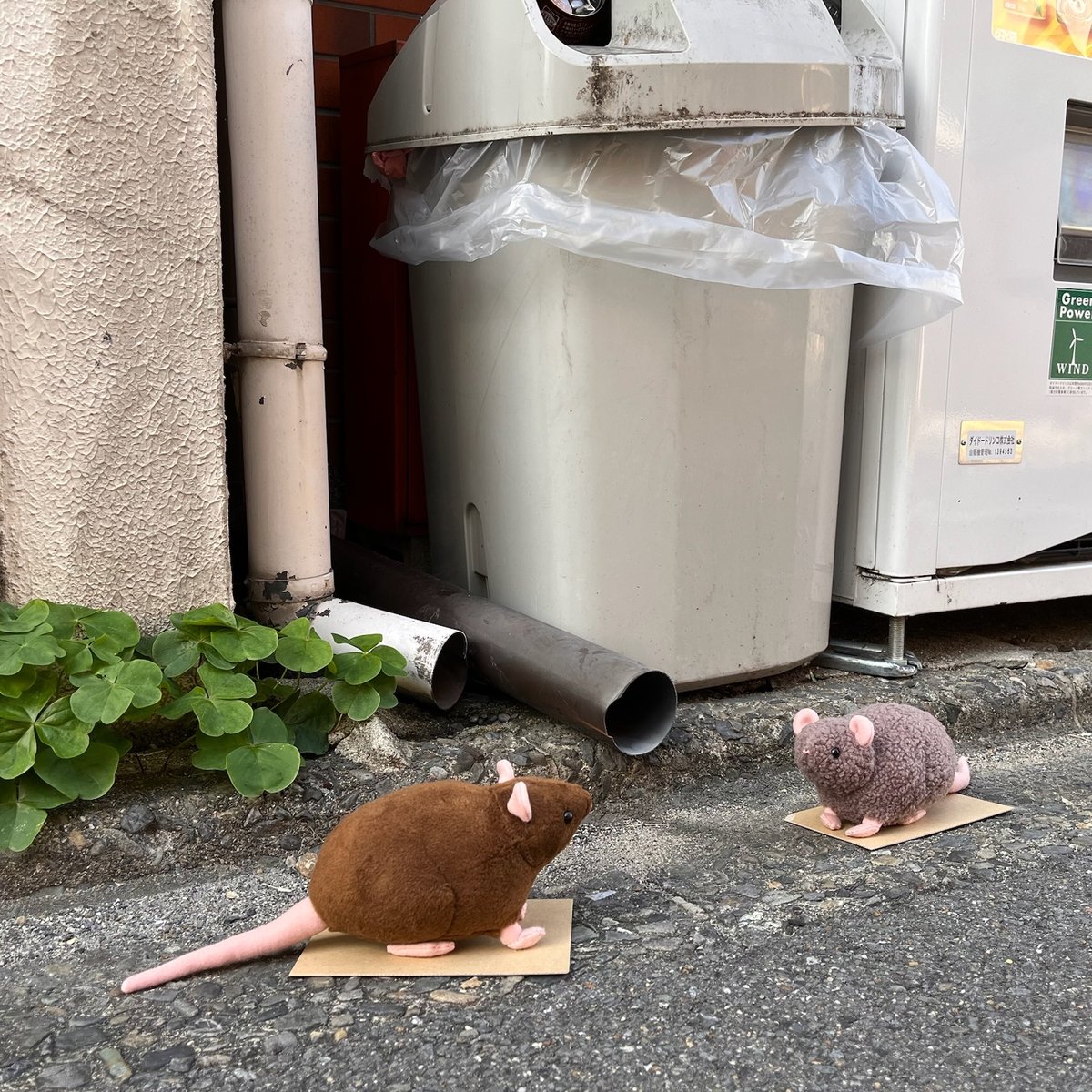 1/1ドブネズミぬいぐるみ[オス] (GR2) | massi massi hon