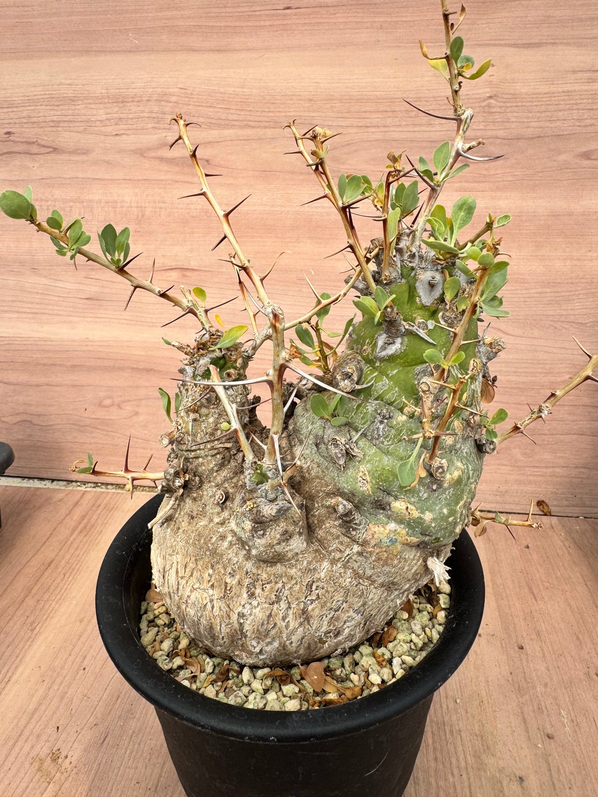 フォークイエリア・コルムナリス（＃） Fouquieria columnaris | HOIK...