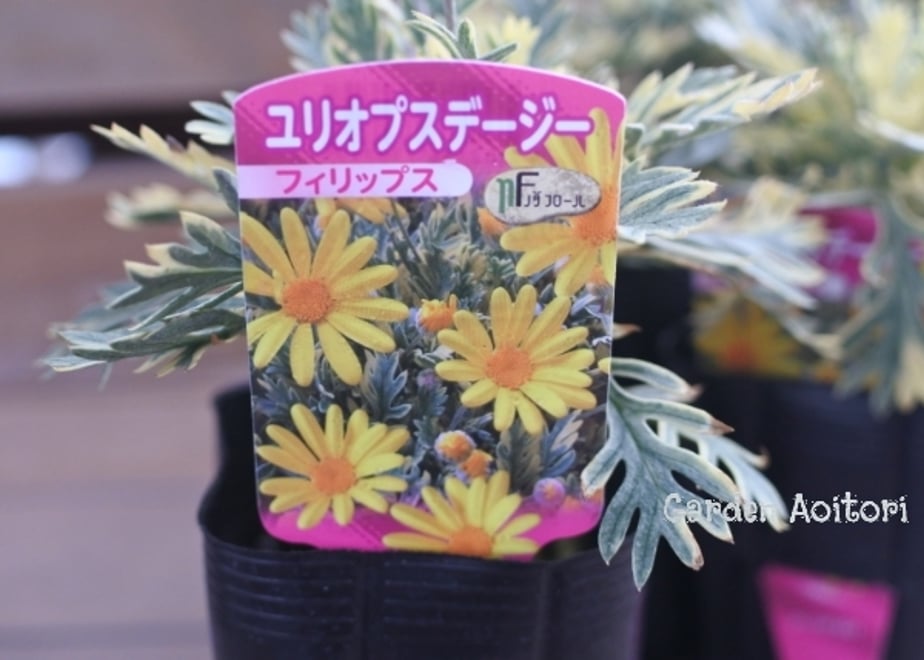 *斑入り*ユリオプスデージー*フィリップス* | Garden Aoitori
