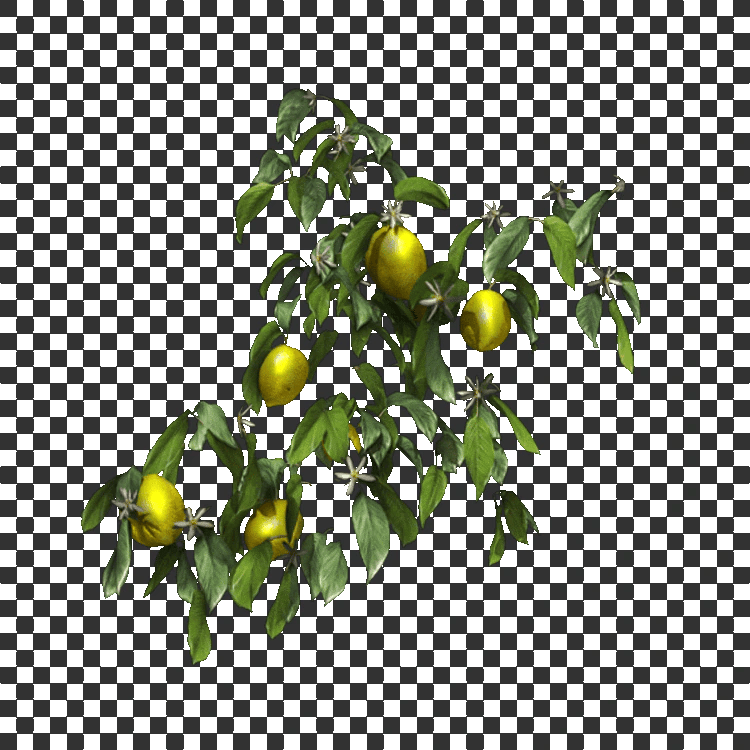Lemon Tree Leaves Fruit Decal - A23D
