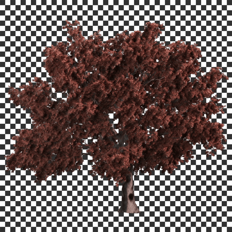 Red Maple Decal - A23D