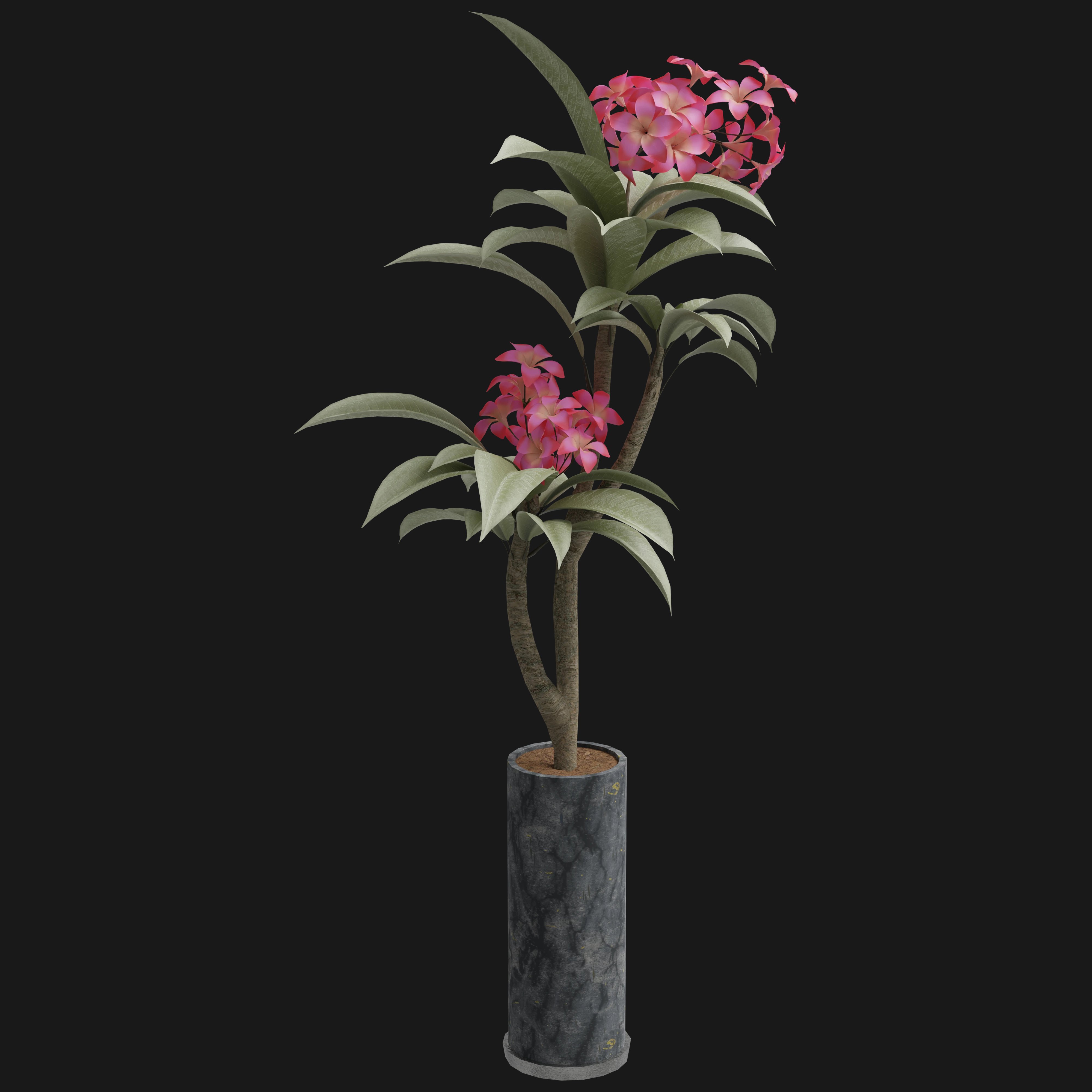 Plumeria Plant 3D Model - A23D