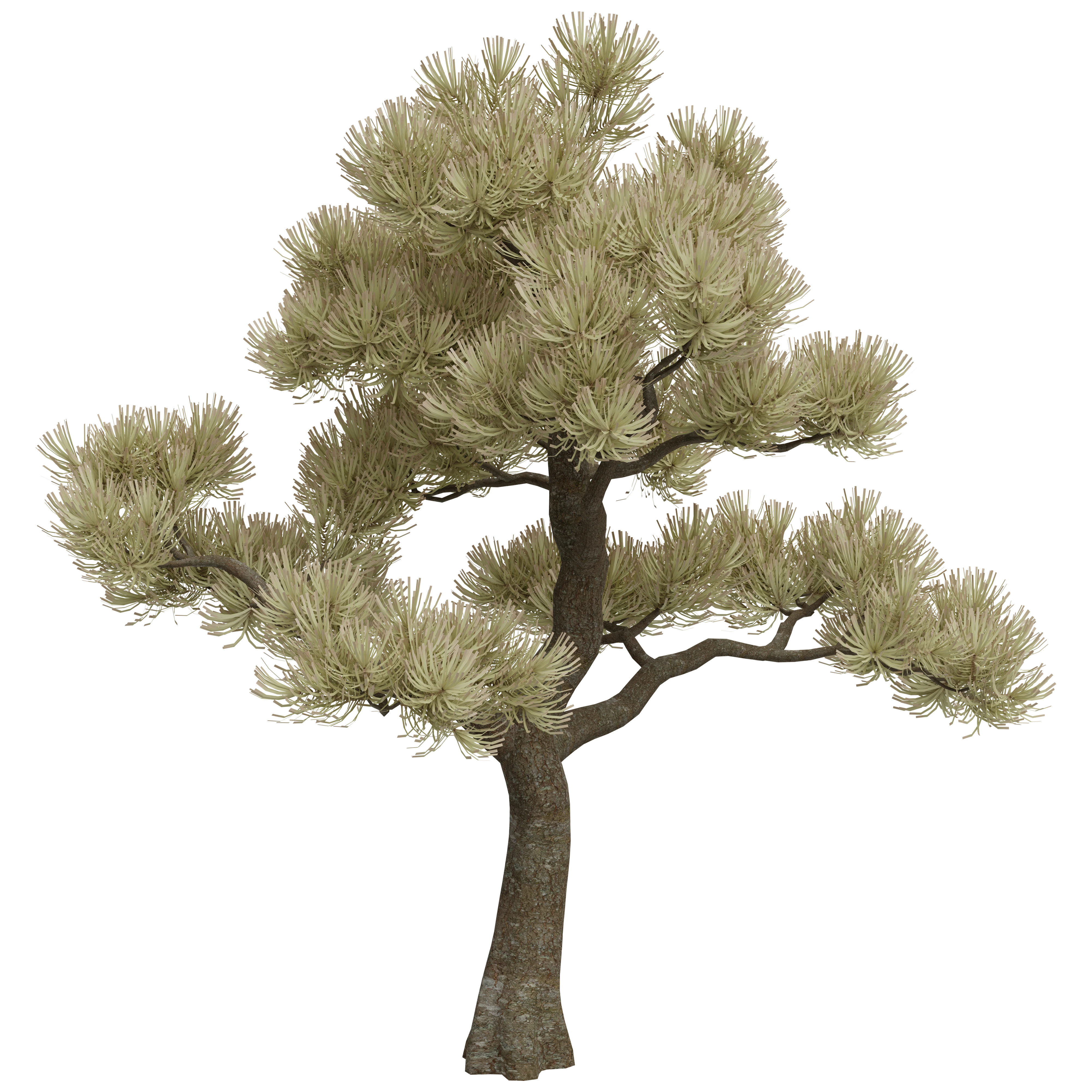 Coniferous Tree 3D Model - A23D