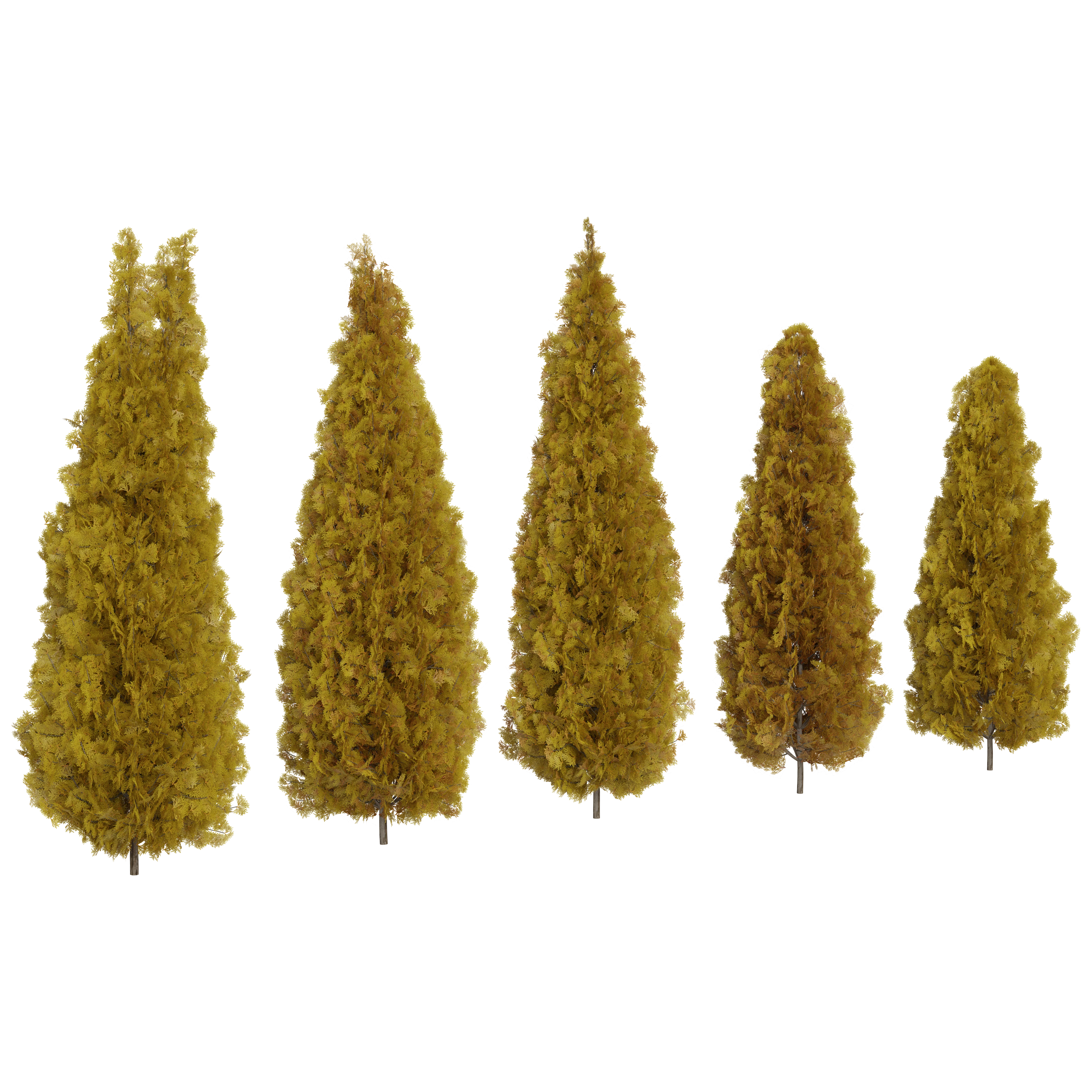 Coniferous Tree 3D Model - A23D